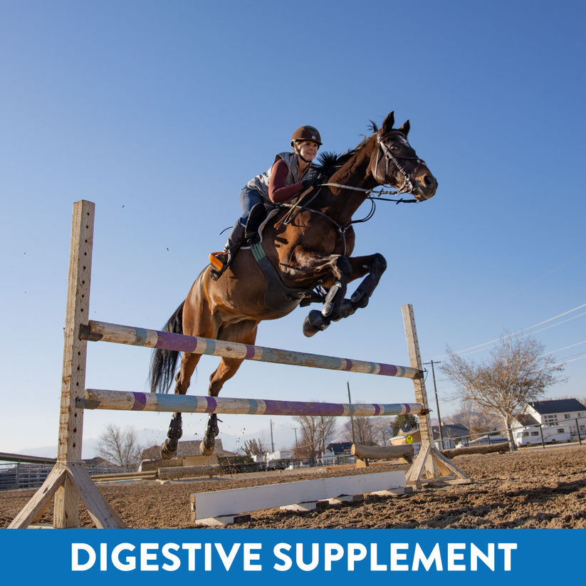 MagnaGard Bentonite and 6 Tubes of Pre-Performance Horse Calming Paste ...