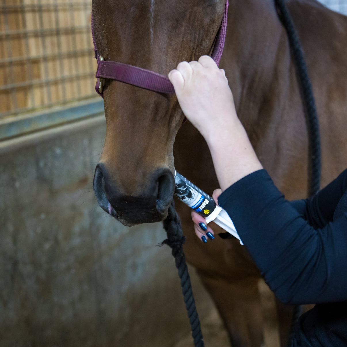 Calming Paste for Horses | MagnaGard Pre-Performance Paste – Eagle ...