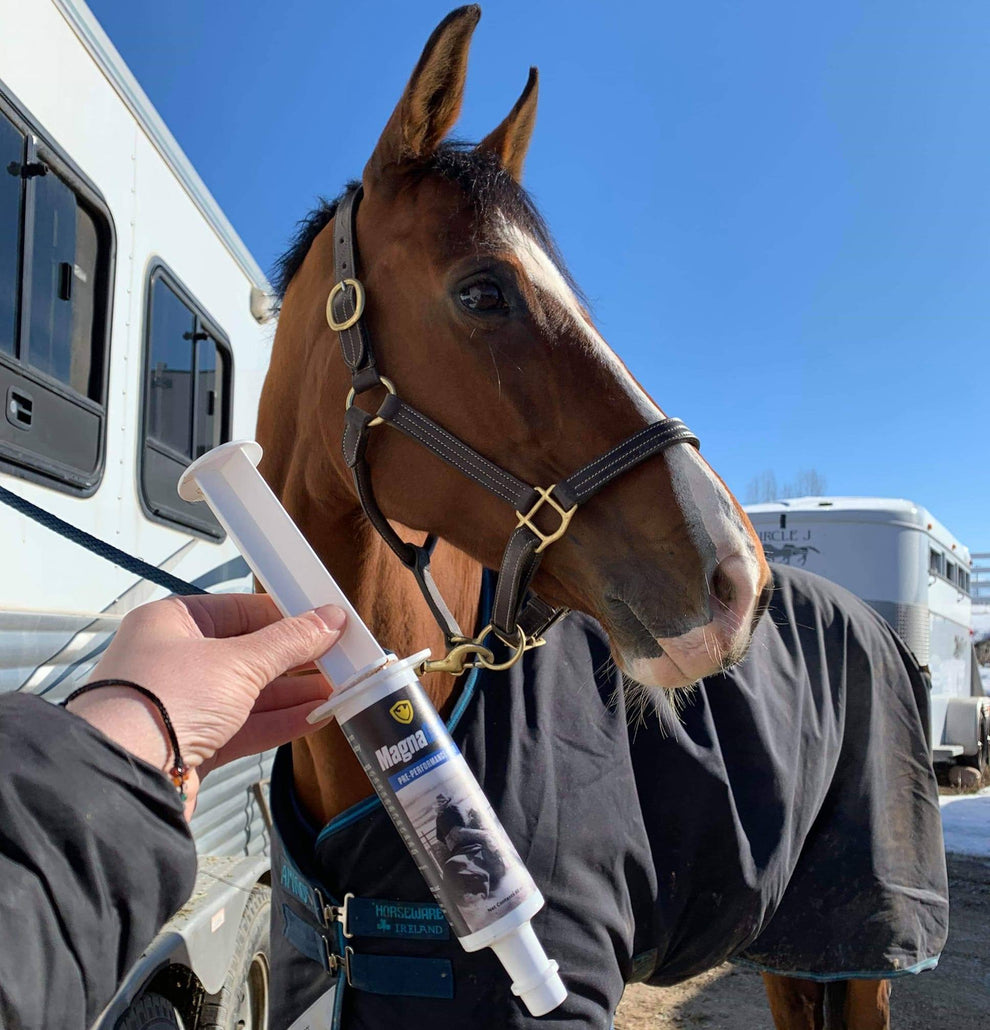 Calming Paste for Horses | MagnaGard Pre-Performance Paste – Eagle ...